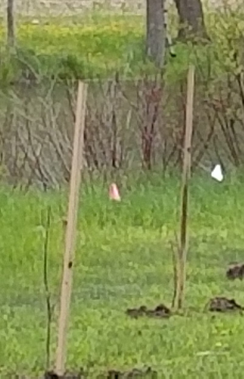 Tree Stake (Units of 10) - 60" – Cortland Soil and Water Conservation ...