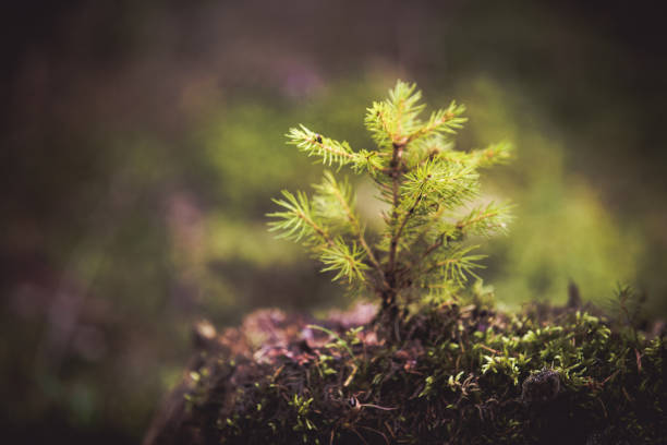 Conifers – Cortland Soil and Water Conservation District